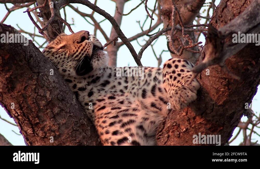 Leopard sleeping in sun Stock Videos & Footage - HD and 4K Video Clips ...