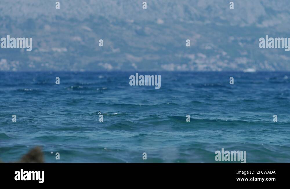 Deep sea bird Stock Videos & Footage - HD and 4K Video Clips - Alamy