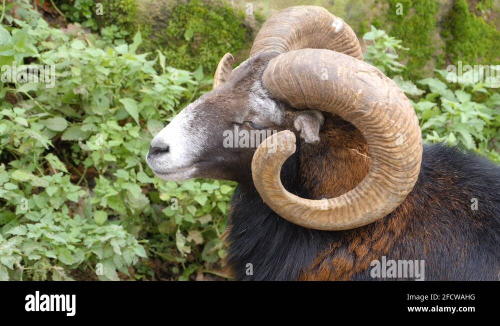 Giant sheep Stock Videos & Footage - HD and 4K Video Clips - Alamy