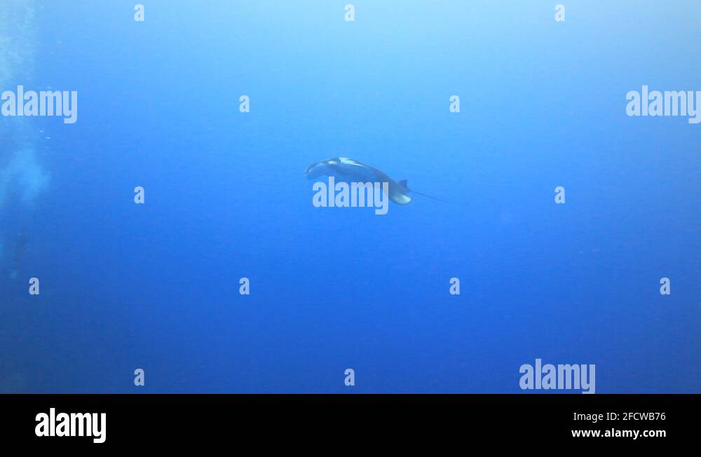 Ray close Stock Videos & Footage - HD and 4K Video Clips - Alamy