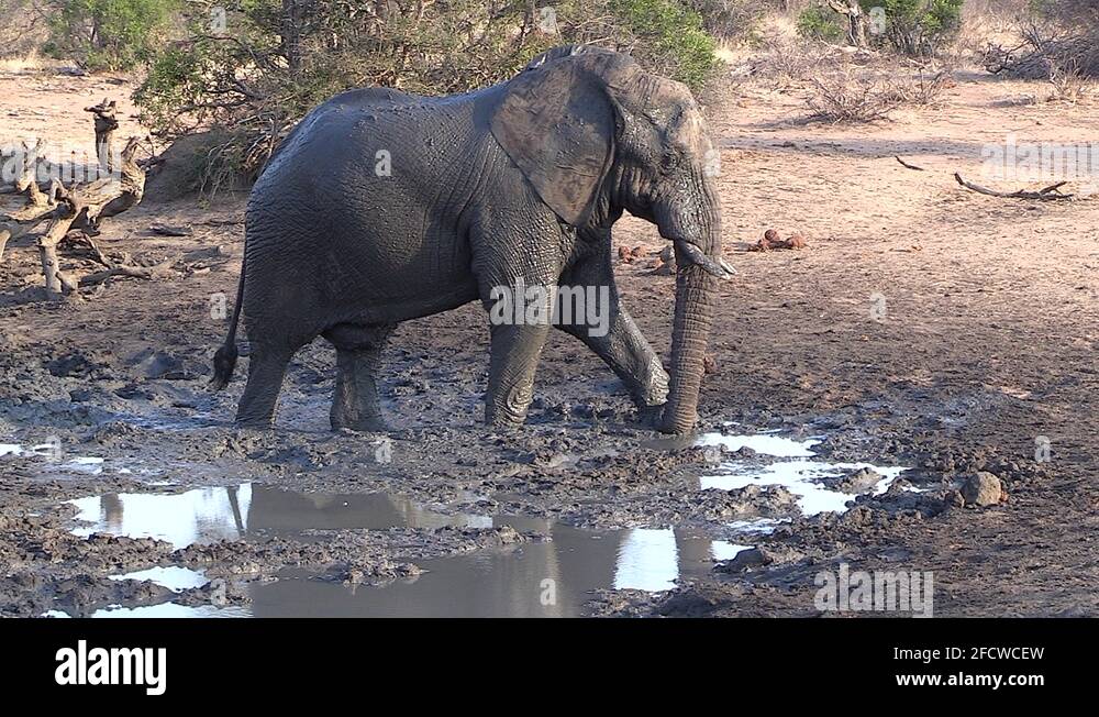 Pit of the elephant Stock Videos & Footage - HD and 4K Video Clips - Alamy