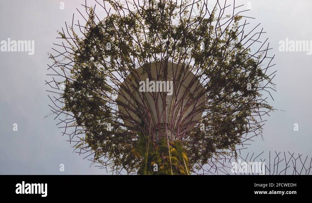 Tilt down from the foliage clad canopy of an iconic Supertree in Stock ...