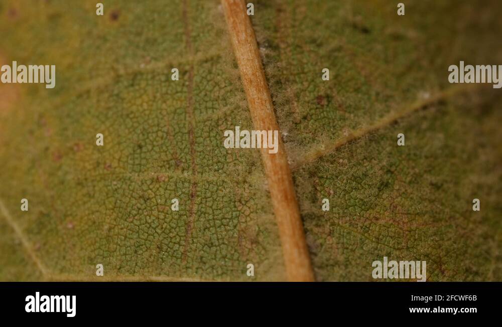 Sycamore leaf Stock Videos & Footage - HD and 4K Video Clips - Alamy
