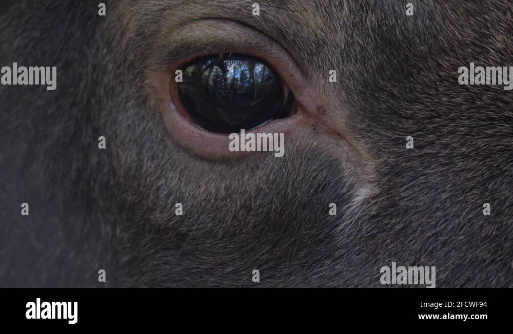 Moose eye Stock Videos & Footage - HD and 4K Video Clips - Alamy
