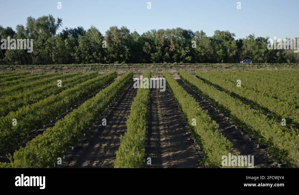 Olive tree plantations Stock Videos & Footage - HD and 4K Video Clips - Alamy