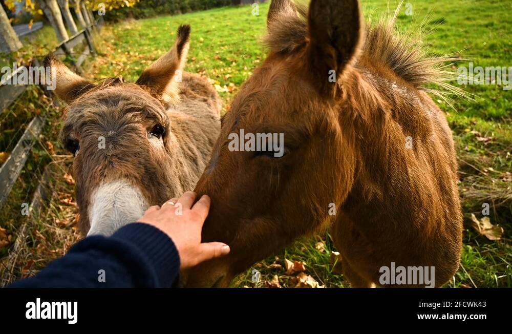 Donkeys as pets Stock Videos & Footage - HD and 4K Video Clips - Alamy
