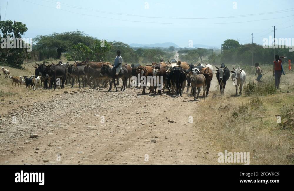 Farmer herds donkey and cows off dusty gravel road in Addis Ababa Stock ...