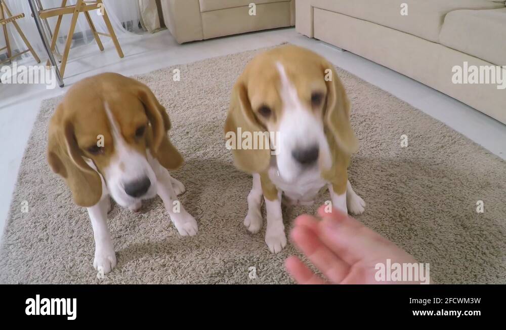 Beagle getting treat Stock Videos & Footage - HD and 4K Video Clips - Alamy