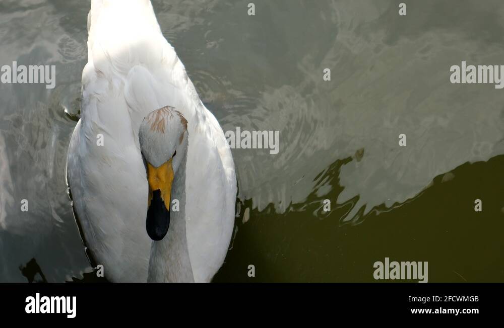 Goose swim Stock Videos & Footage - HD and 4K Video Clips - Alamy