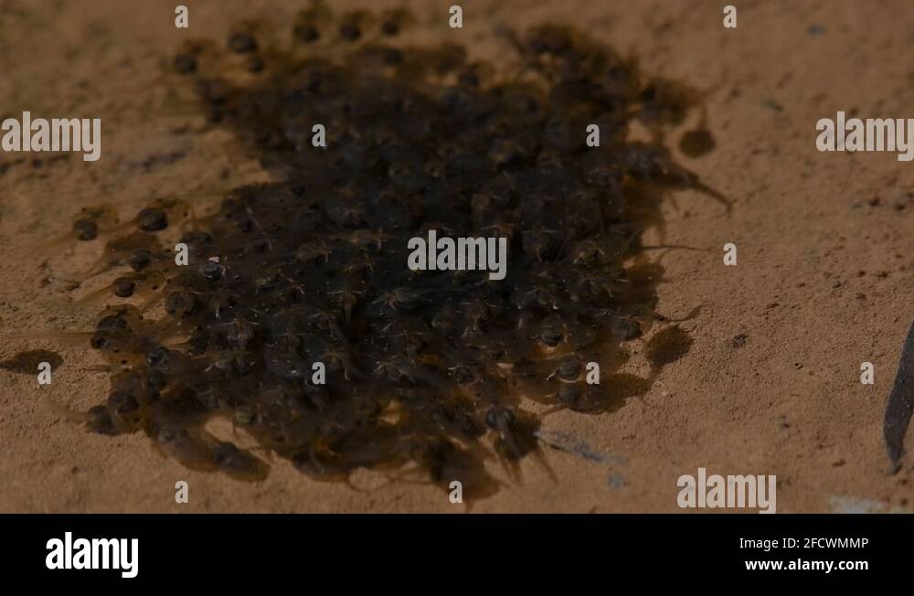 Tadpoles at an early developmental stage pooling together in a shallow ...