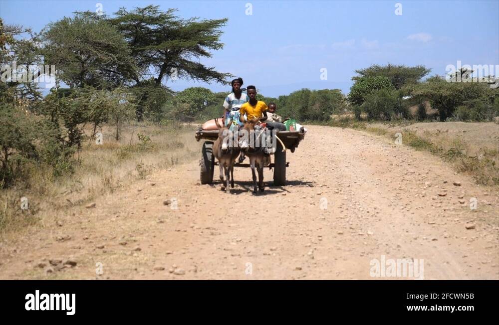 Donkey at work Stock Videos & Footage - HD and 4K Video Clips - Alamy