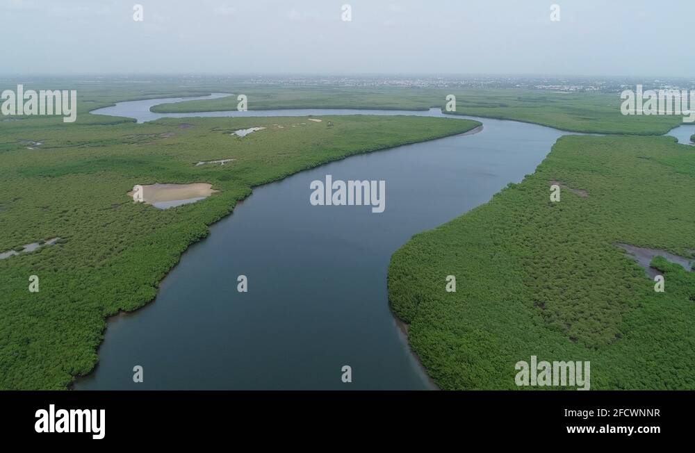 Africa mangrove swamp mangrove Stock Videos & Footage - HD and 4K Video ...