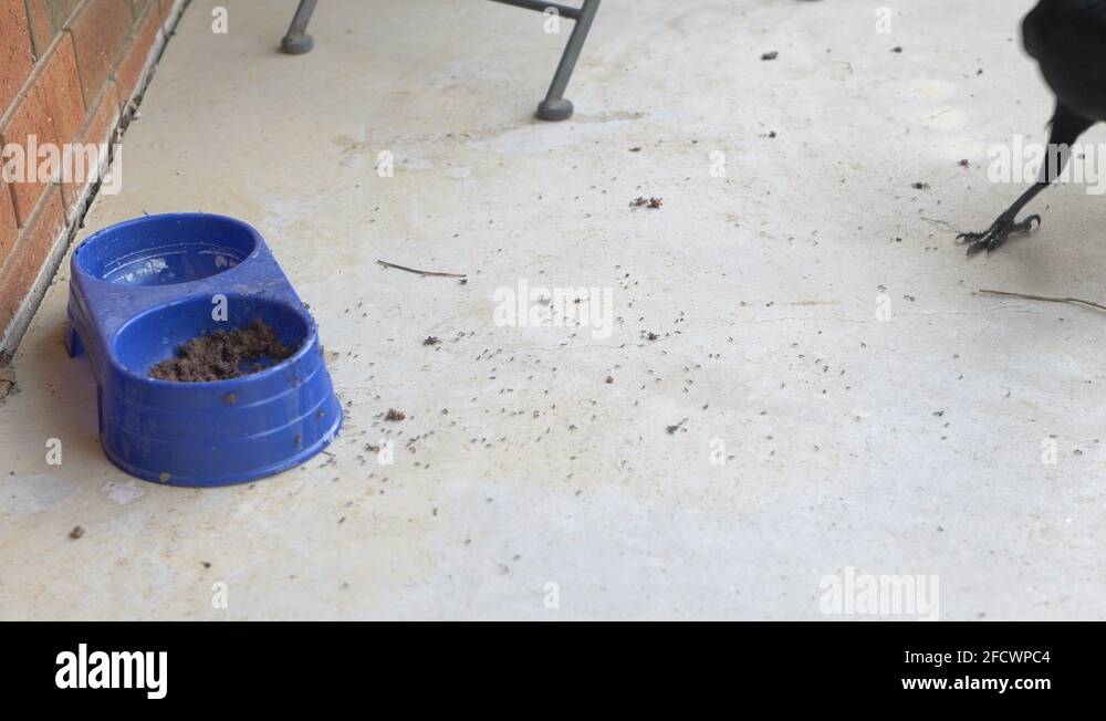 Container insects Stock Videos & Footage - HD and 4K Video Clips - Alamy