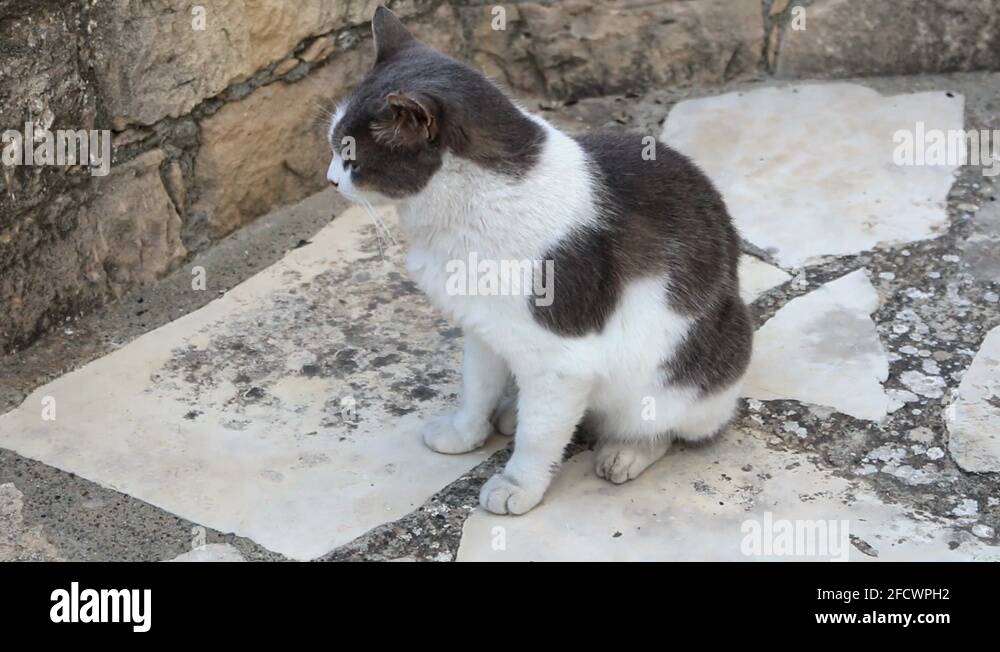 Jerry the mouse tom the cat tom jerry Stock Videos & Footage - HD and ...