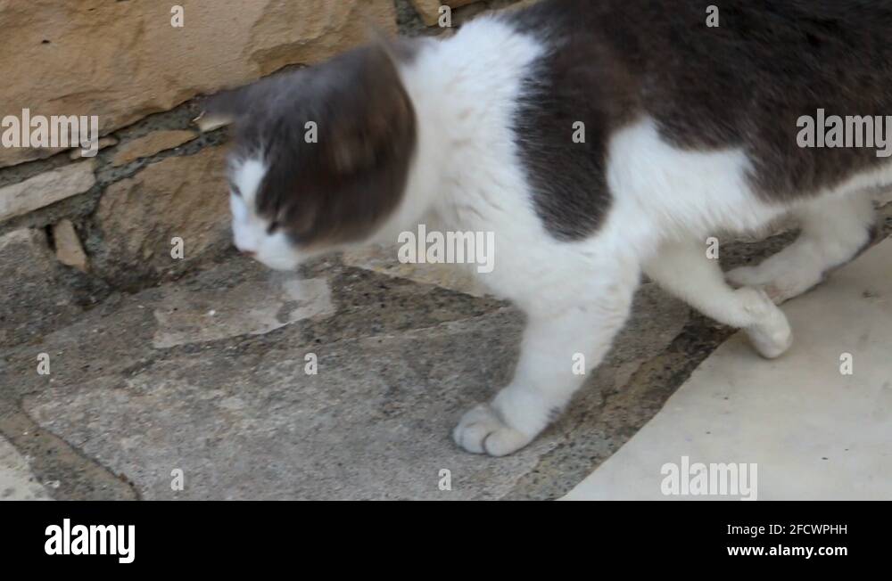 Tom jerry mouse Stock Videos & Footage - HD and 4K Video Clips - Alamy