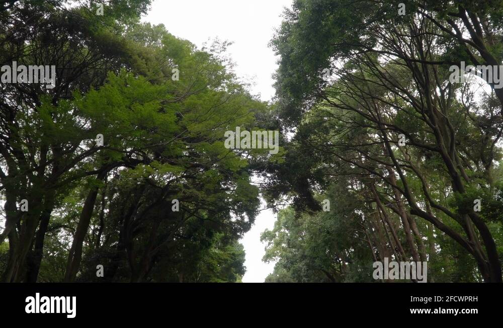 Forest canopy forest canopy Stock Videos & Footage - HD and 4K Video ...