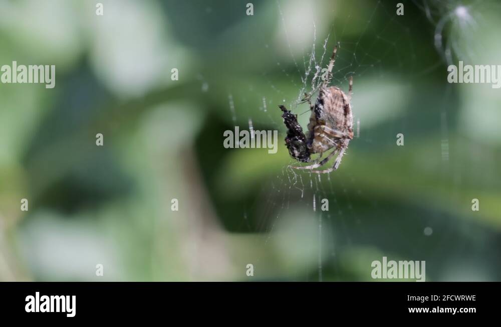 Spider with fly Stock Videos & Footage - HD and 4K Video Clips - Alamy