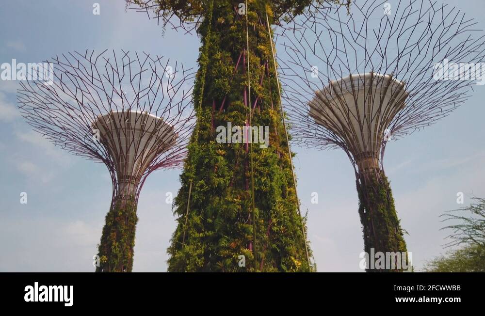 The huge structures of Supertrees in Singapores iconic Gardens by the ...