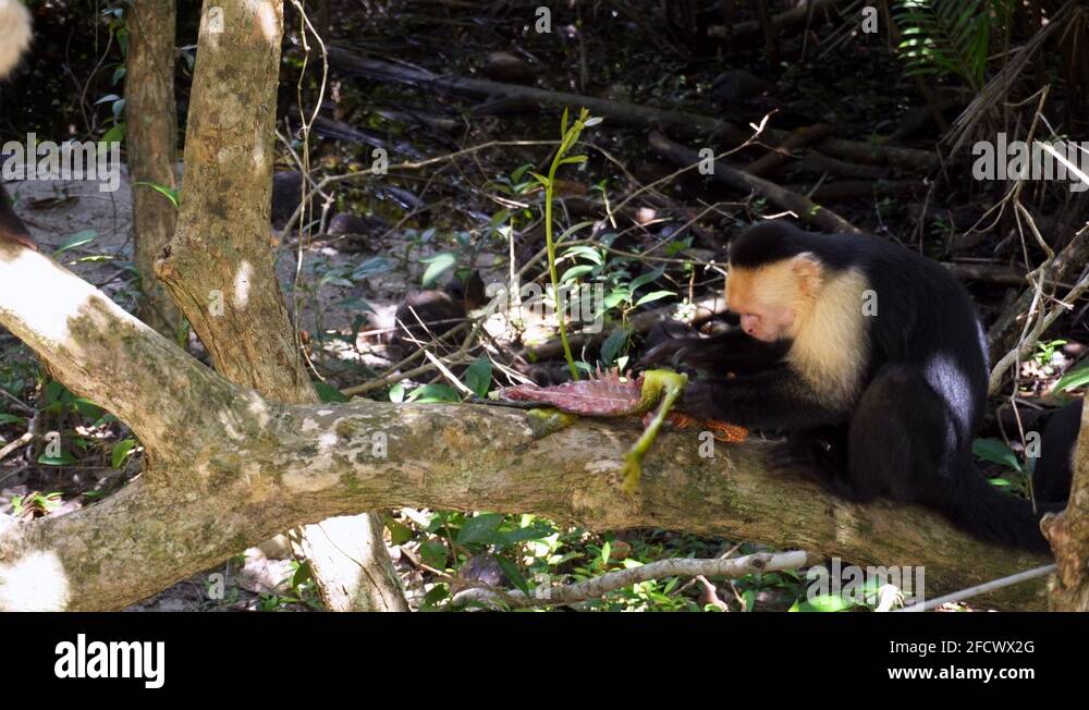 Monkey lizard Stock Videos & Footage - HD and 4K Video Clips - Alamy