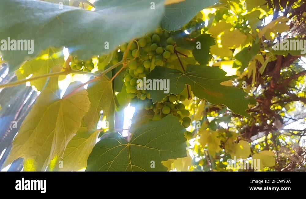 Grapevine stem Stock Videos & Footage - HD and 4K Video Clips - Alamy