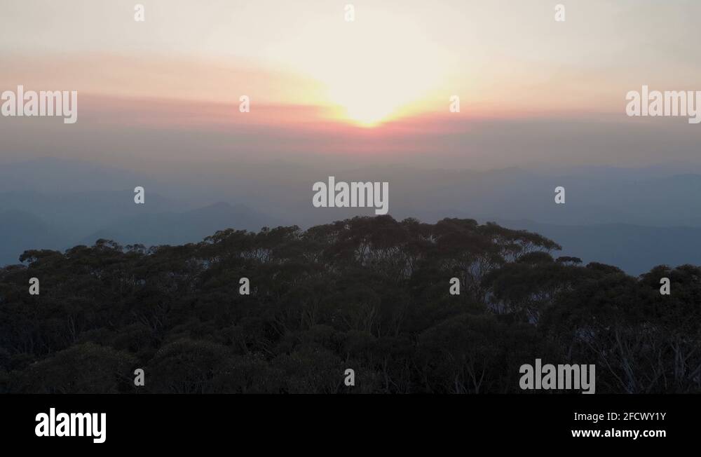 Rainforest golden hour trees Stock Videos & Footage - HD and 4K Video ...