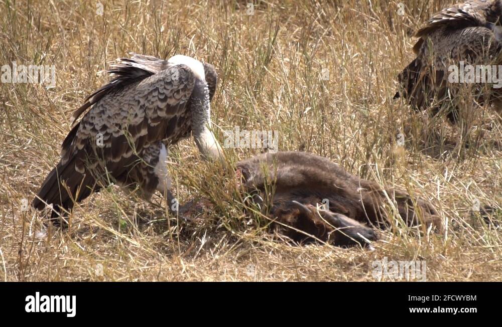 Rotting flesh Stock Videos & Footage - HD and 4K Video Clips - Alamy