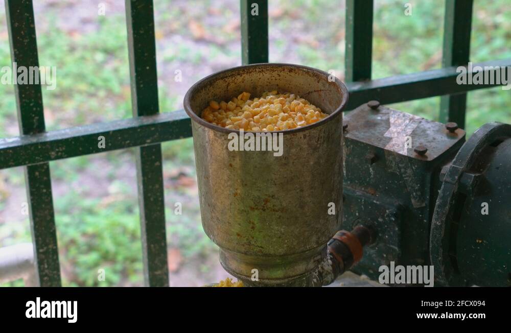Grind corn Stock Videos & Footage - HD and 4K Video Clips - Alamy