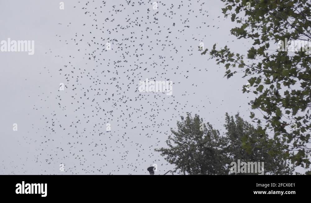 Heart birds flock shape Stock Videos & Footage - HD and 4K Video Clips ...