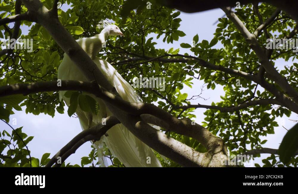 Albino tree Stock Videos & Footage - HD and 4K Video Clips - Alamy