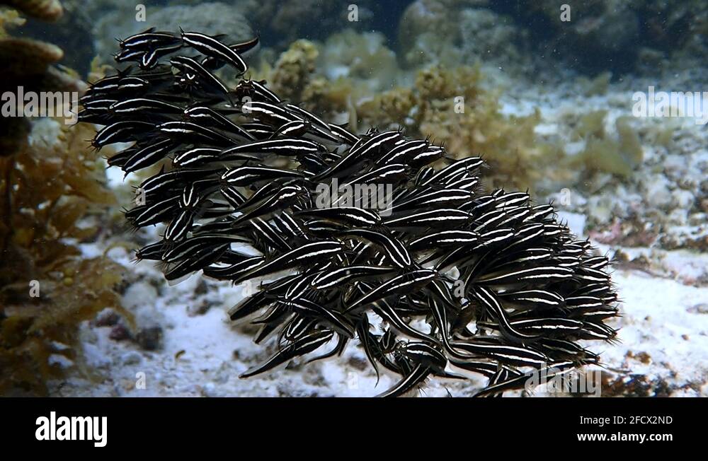 Juvenile eel young eel Stock Videos & Footage - HD and 4K Video Clips ...