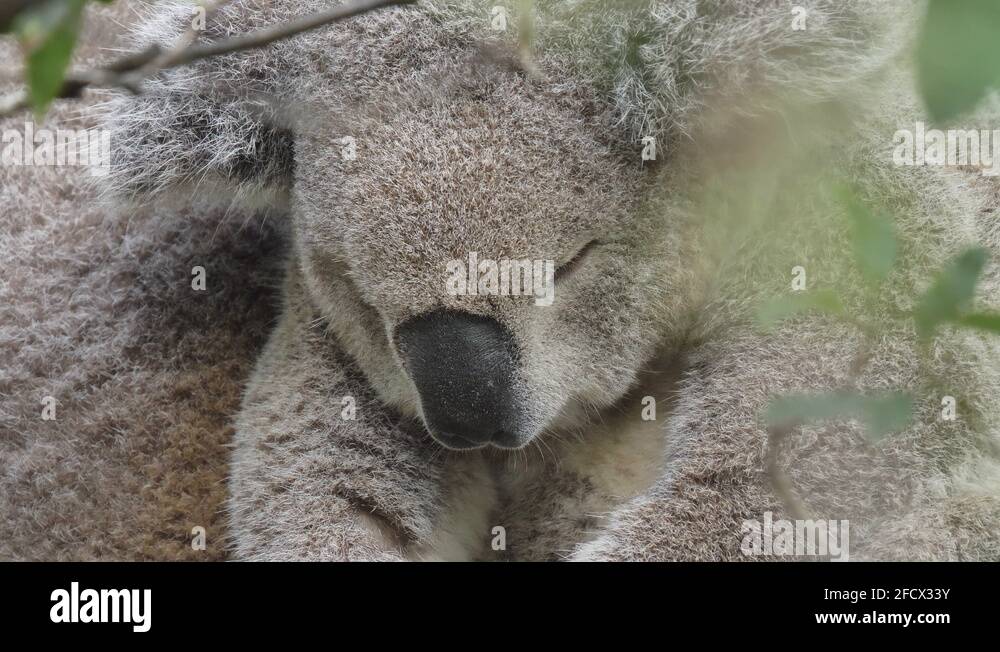 Power nap Stock Videos & Footage - HD and 4K Video Clips - Alamy