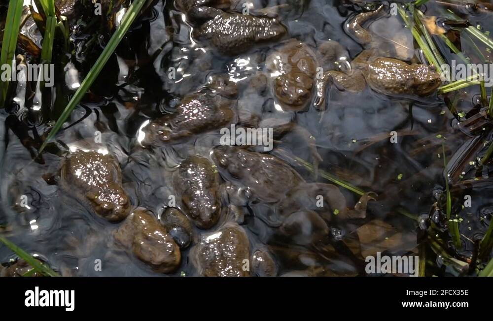 Mating amphibians Stock Videos & Footage - HD and 4K Video Clips - Alamy