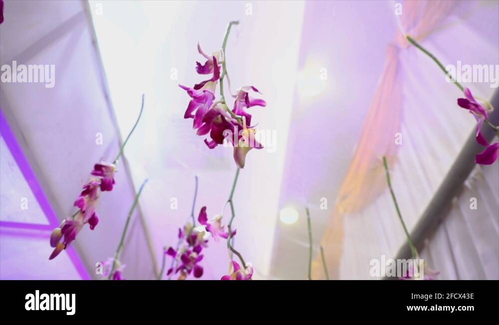 Hanging rose Stock Videos & Footage - HD and 4K Video Clips - Alamy