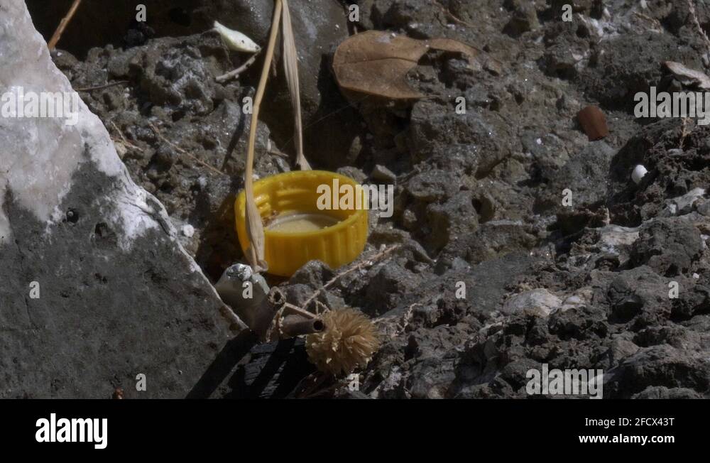 Yellow plastic bottle cap in the ground. Plastic waste polluting nature ...