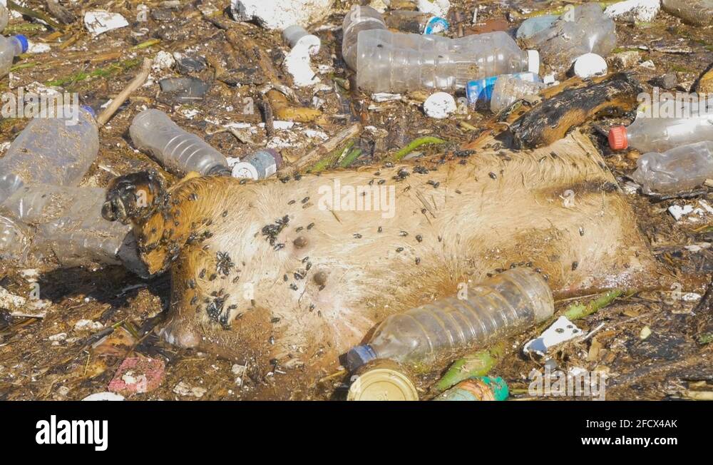 Bags of litter Stock Videos & Footage - HD and 4K Video Clips - Alamy