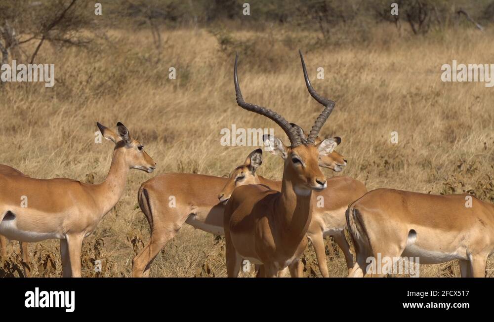 Stotting gazelle Stock Videos & Footage - HD and 4K Video Clips - Alamy