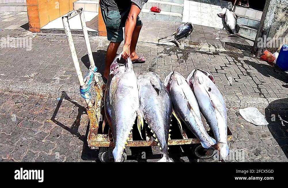 Maldives male fish market tuna Stock Videos & Footage - HD and 4K Video ...