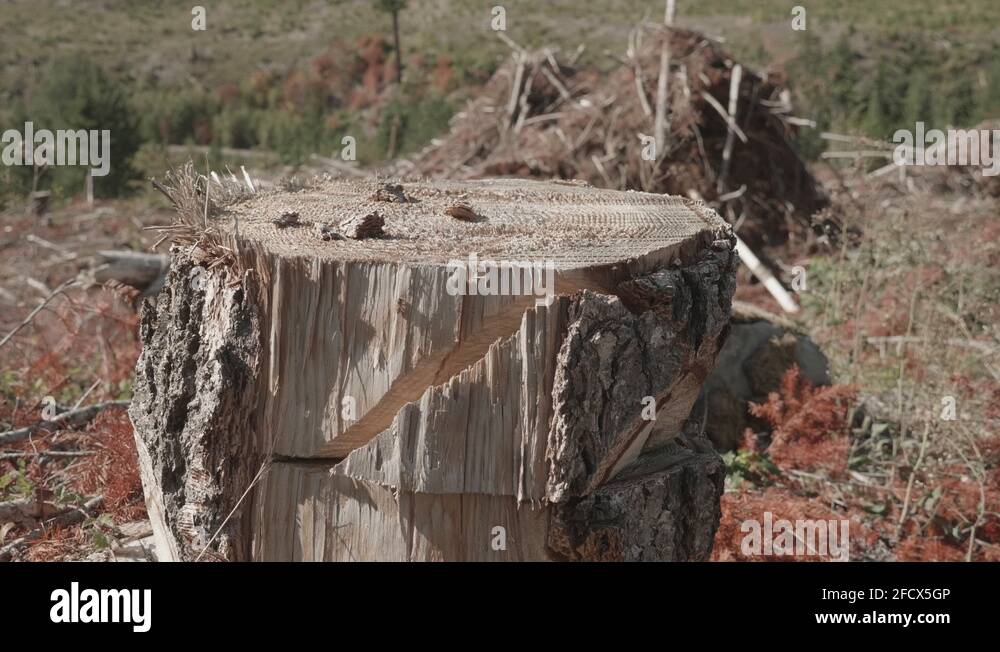 Logged stump Stock Videos & Footage - HD and 4K Video Clips - Alamy