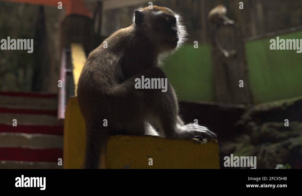 Monkey on pole Stock Videos & Footage - HD and 4K Video Clips - Alamy