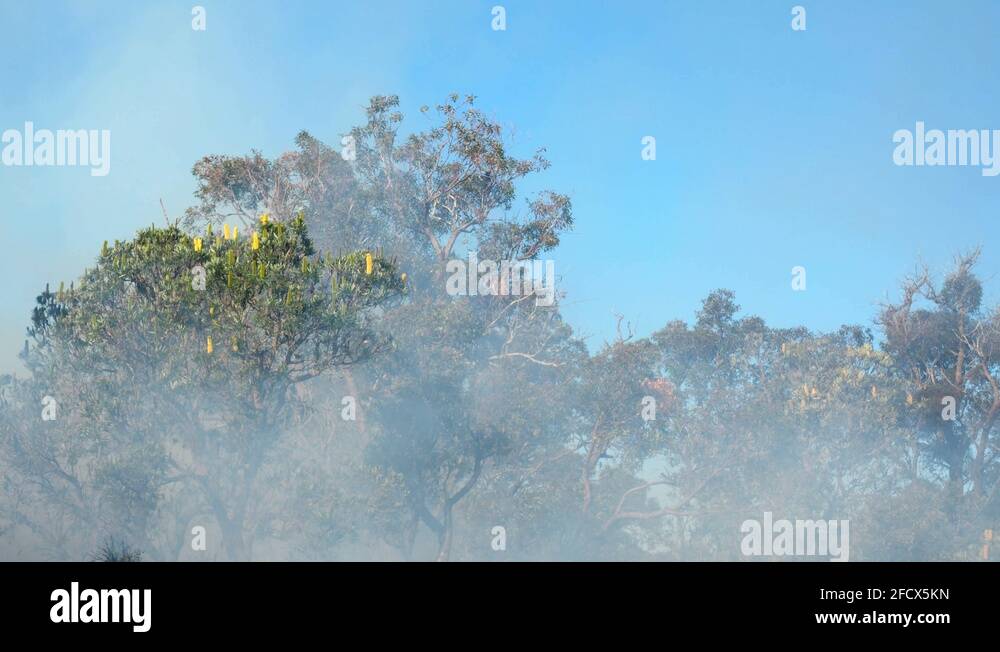 Smoke canopy Stock Videos & Footage - HD and 4K Video Clips - Alamy