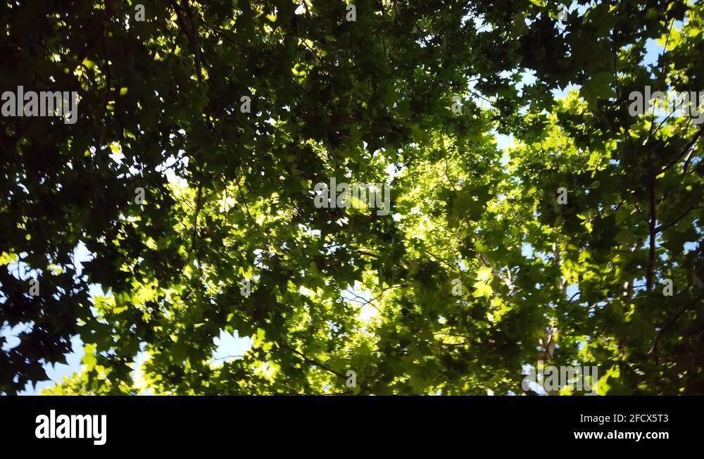 View of maple tree Stock Videos & Footage - HD and 4K Video Clips - Alamy