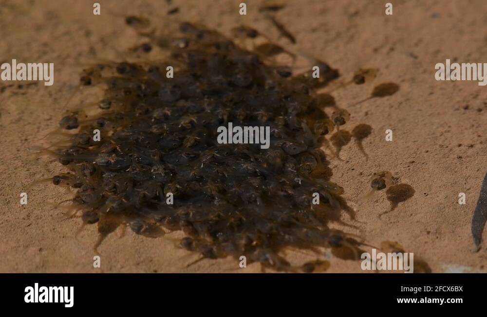 Tadpoles at an early developmental stage pooling together in a shallow ...