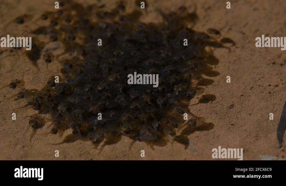 Tadpoles at an early developmental stage pooling together in a shallow ...