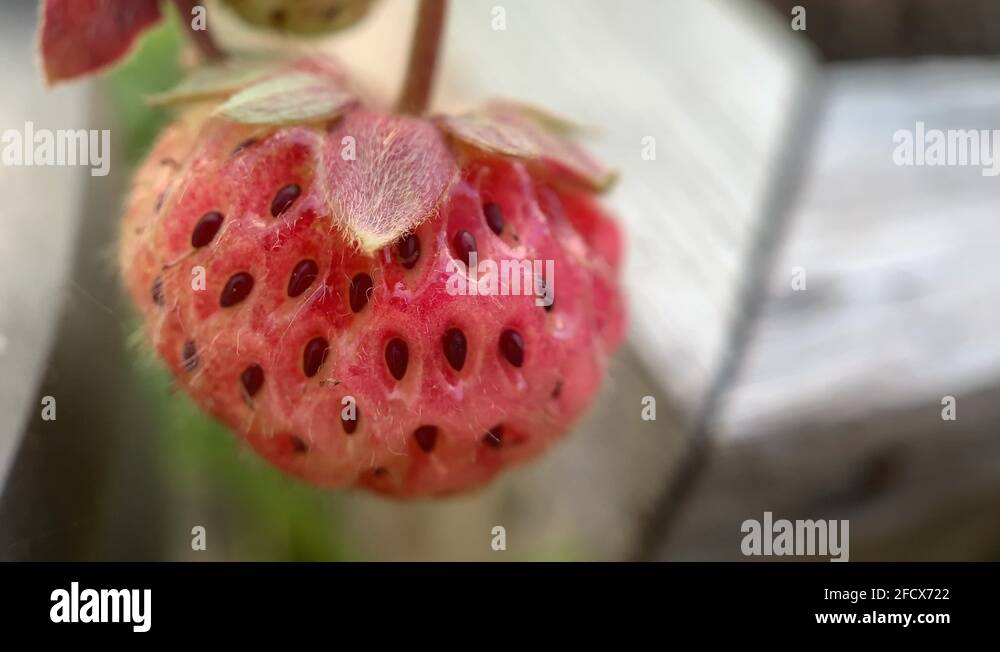 Blowing strawberry Stock Videos & Footage - HD and 4K Video Clips - Alamy