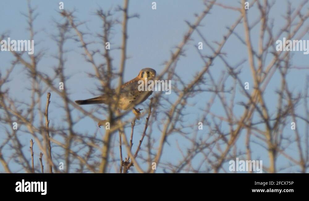 Bird falcon raptor kestrel Stock Videos & Footage - HD and 4K Video ...