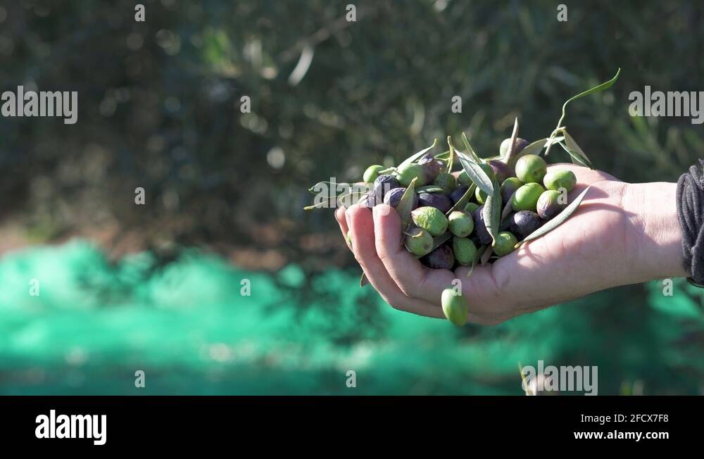 Hand holding olive branch Stock Videos & Footage - HD and 4K Video ...