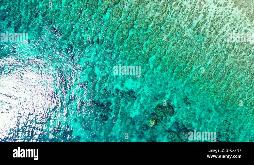 Coral reefs bermuda Stock Videos & Footage - HD and 4K Video Clips - Alamy