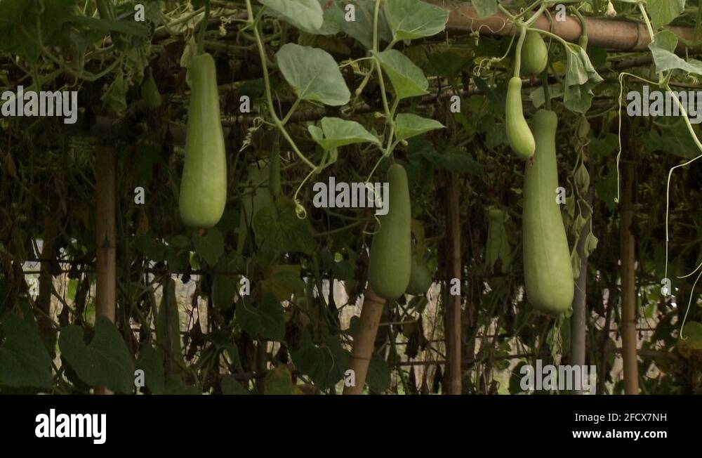 Calabash long squash Stock Videos & Footage - HD and 4K Video Clips - Alamy