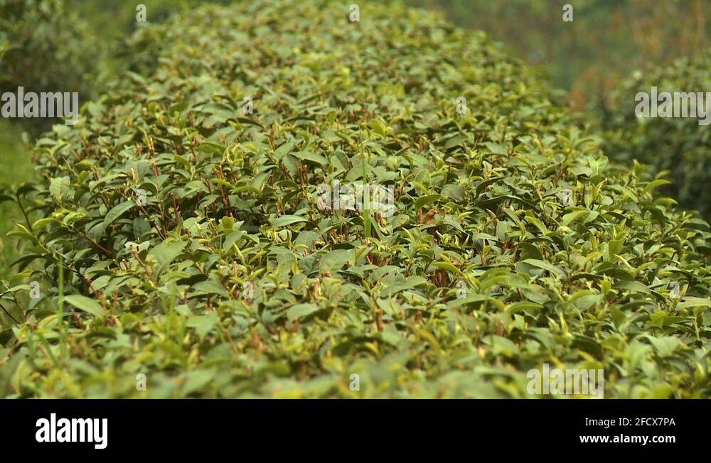 Alternating leaves Stock Videos & Footage - HD and 4K Video Clips - Alamy