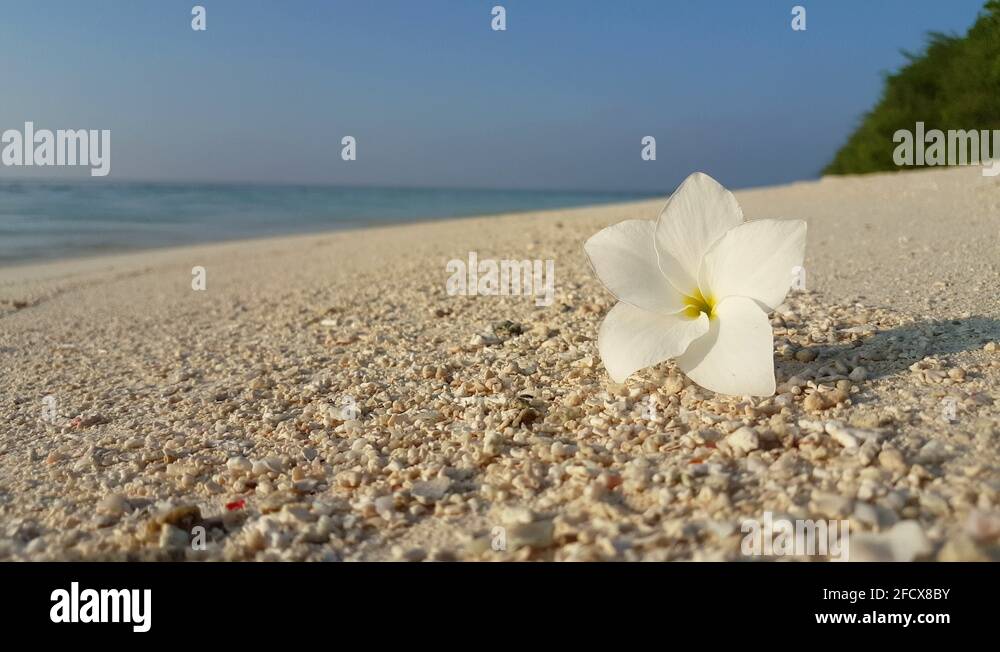 Bora bora flower Stock Videos & Footage - HD and 4K Video Clips - Alamy